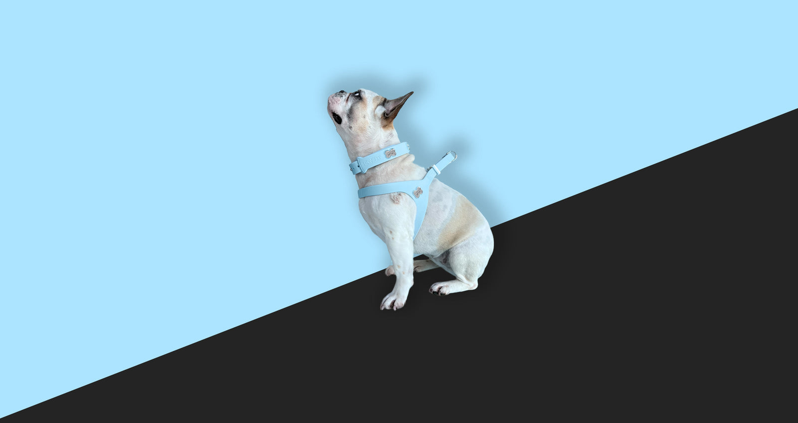 Home | BONEFLY - The active luxury lifestyle dog brand