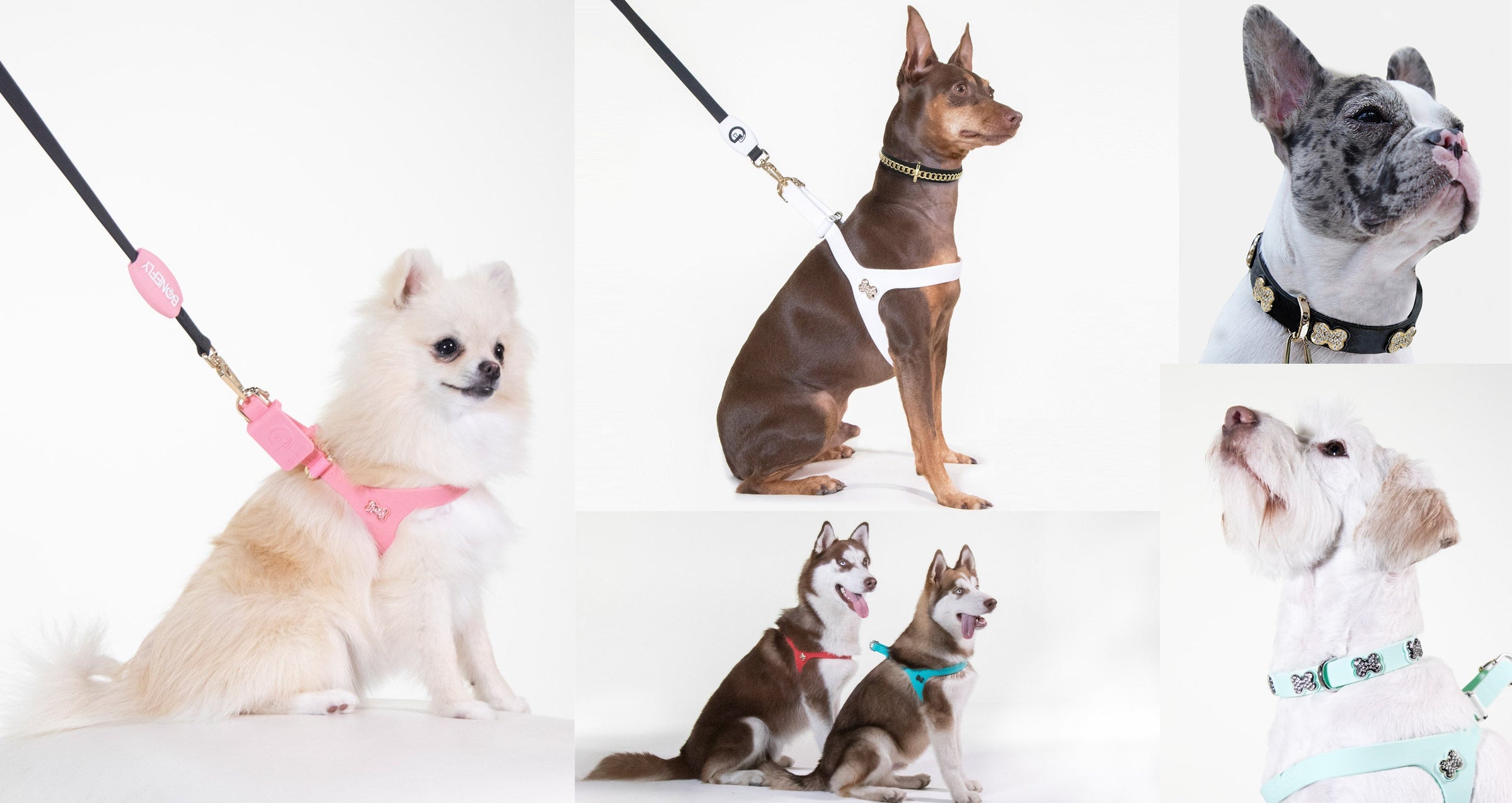 Home | BONEFLY - The active luxury lifestyle dog brand